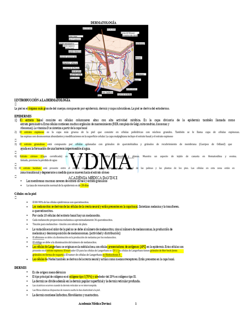 Introducción a la Dermatología y Estructura de la Piel | PDF | Perdida ...