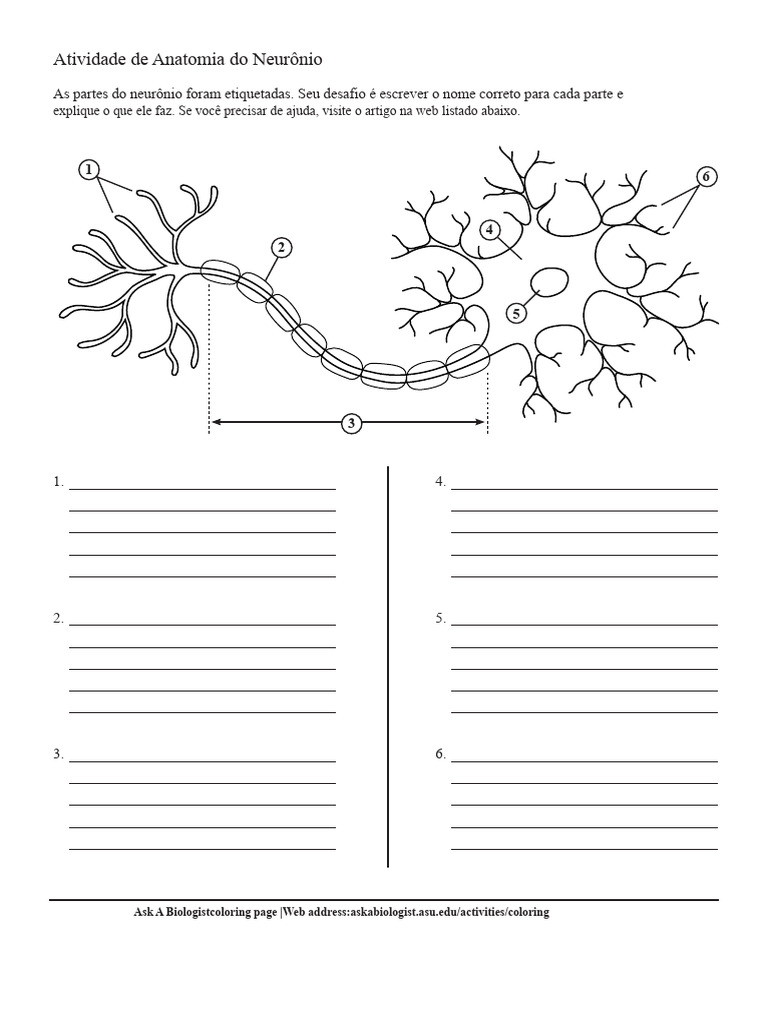 aab_neuron_anatomy_activity_0.pdf | PDF