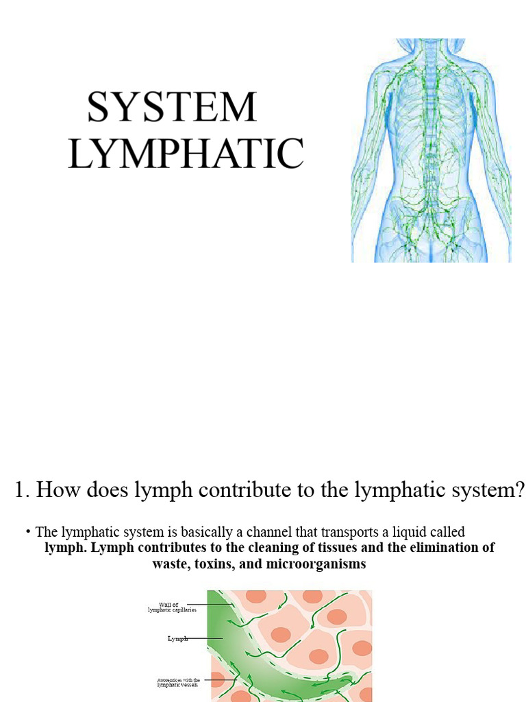 10 Questions About The Lymphatic System | PDF