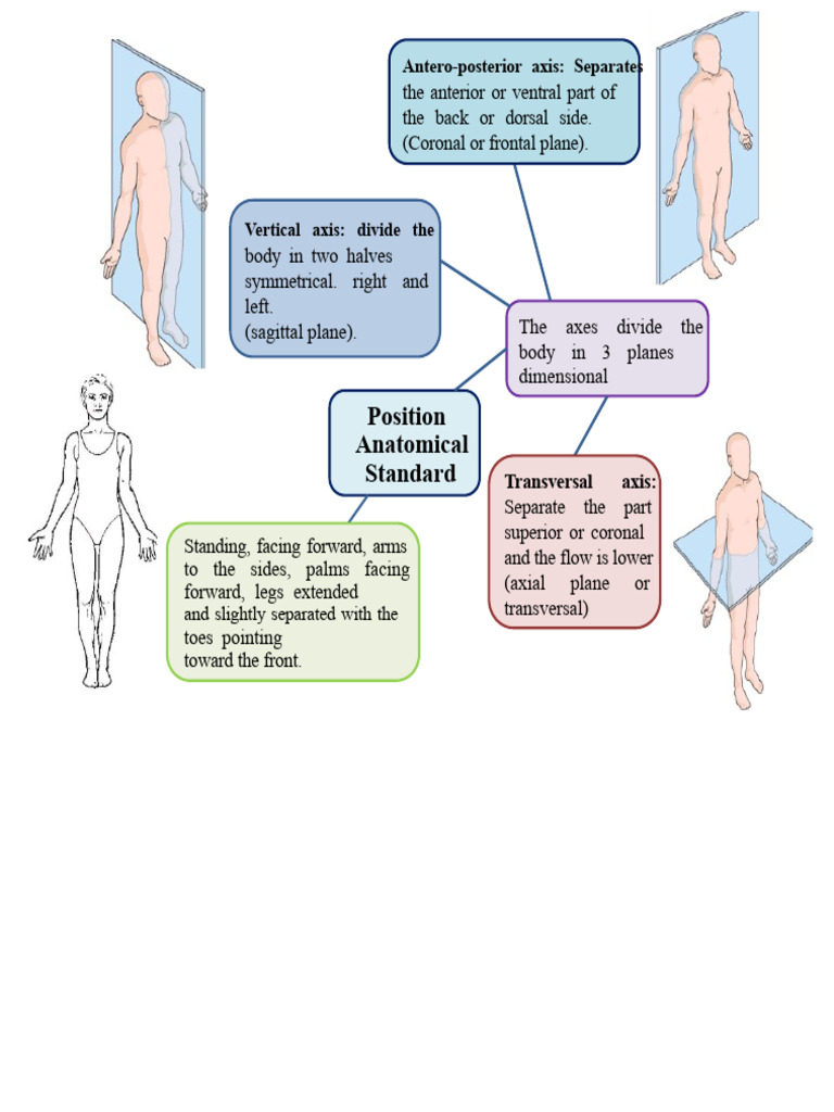 Standard Anatomical Plane | PDF
