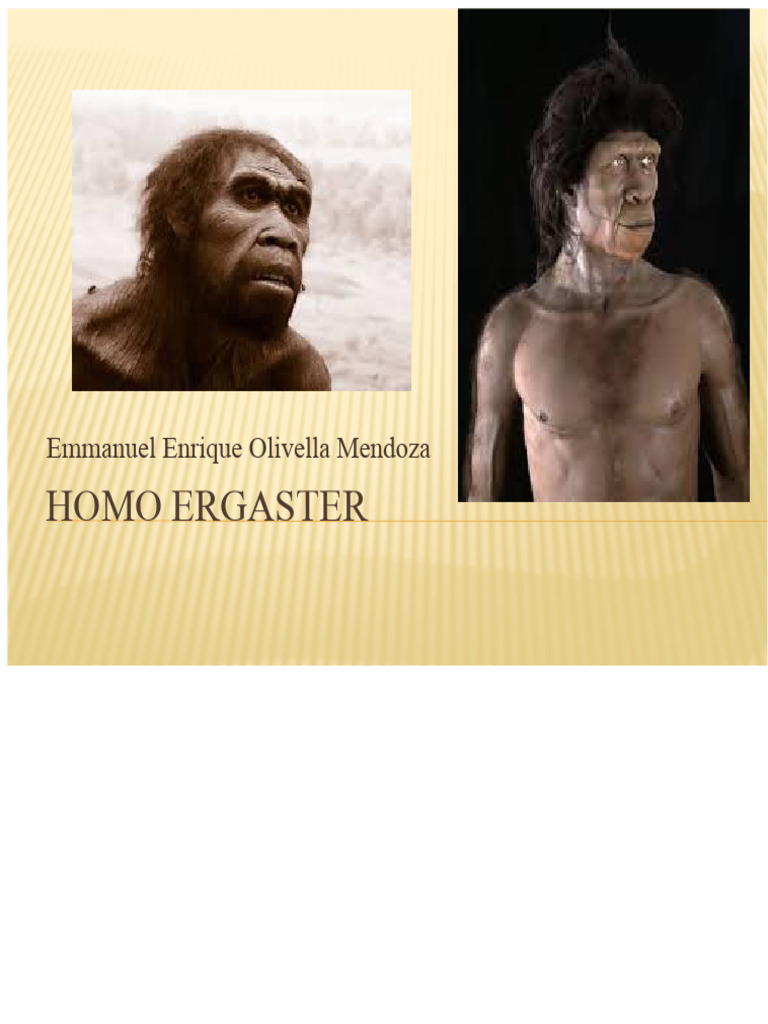 Homo Ergaster | PDF
