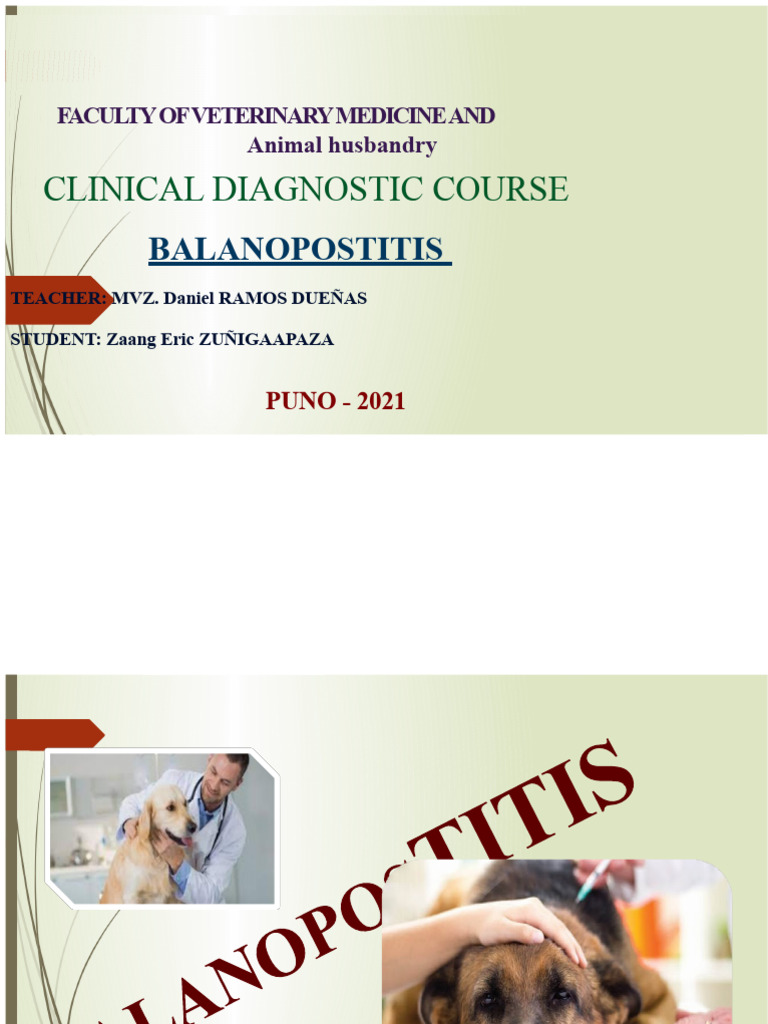 balanoposthitis | PDF | Medical Diagnosis | Infection