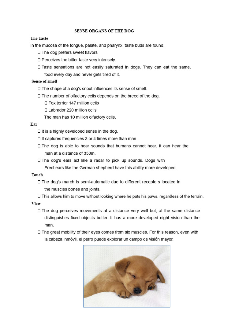 Dog Sense Organs Explained | PDF