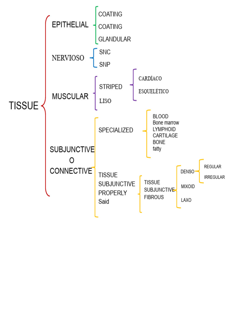 SCHEMA - TISSUE | PDF