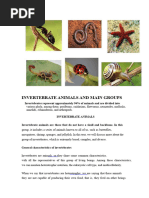 Invertebrate Classification Overview | PDF | Invertebrate | Biology