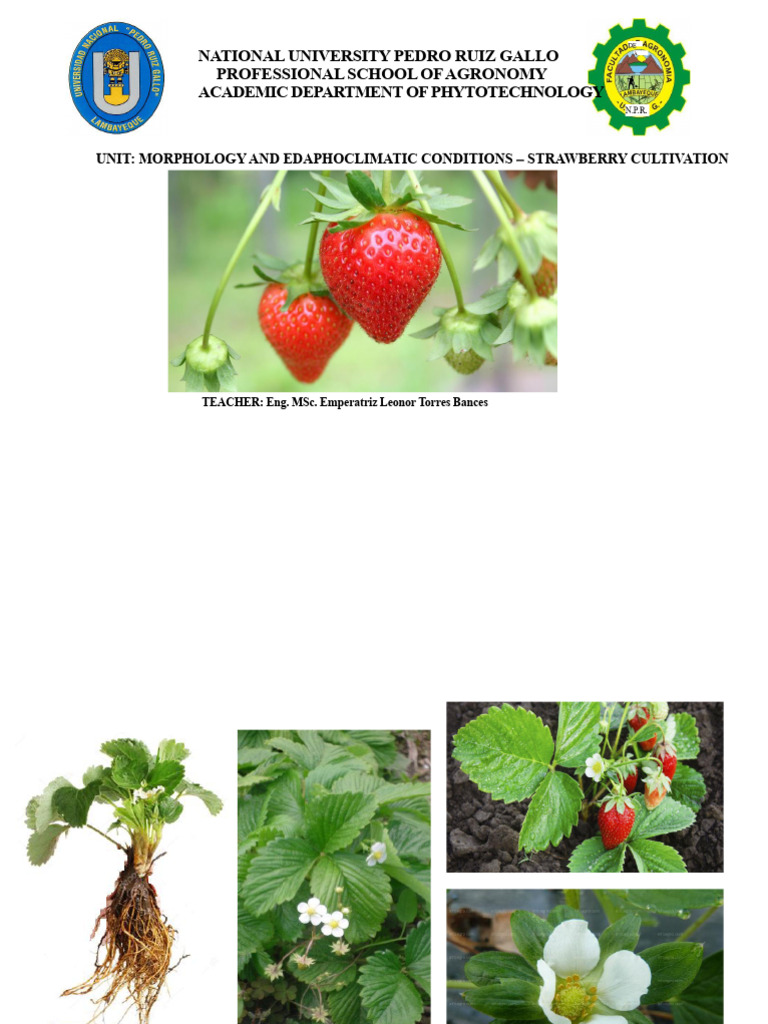 Strawberry Cultivation Guide | PDF | Leaf | Fruit