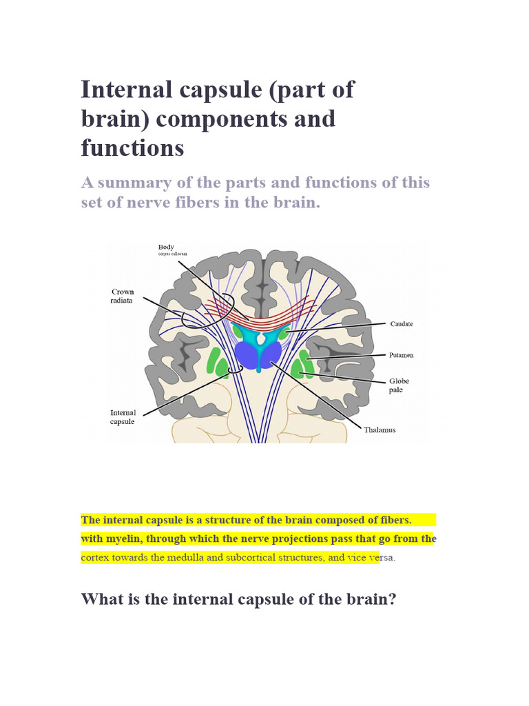 Internal capsule.docx | PDF | Thalamus | Cerebrum