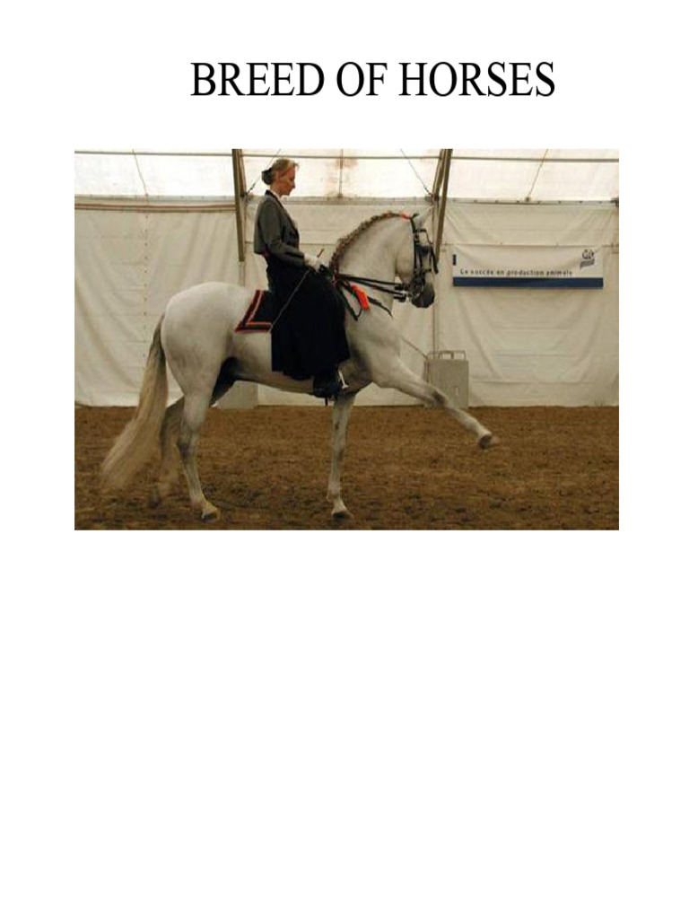 Overview of Horse Breeds and Traits | PDF | Horses | Donkey