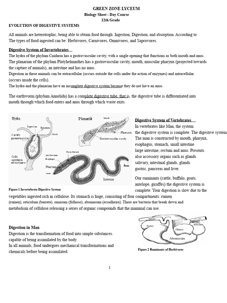 Digestive Systems: Evolution & Function | PDF | Digestion | Stomach