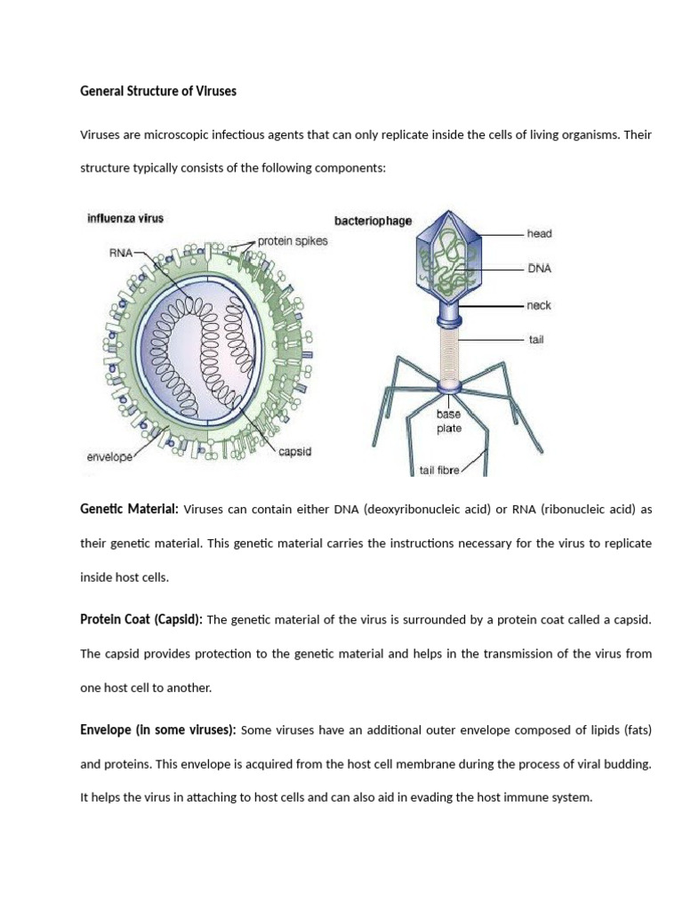 General Structure of Viruses | PDF | Virus | Immunology