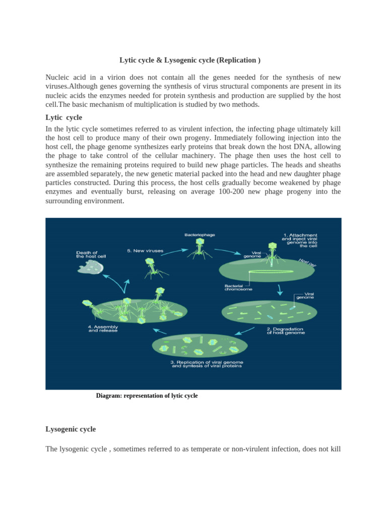 Lytic and Lysogenic Viral Replication | PDF
