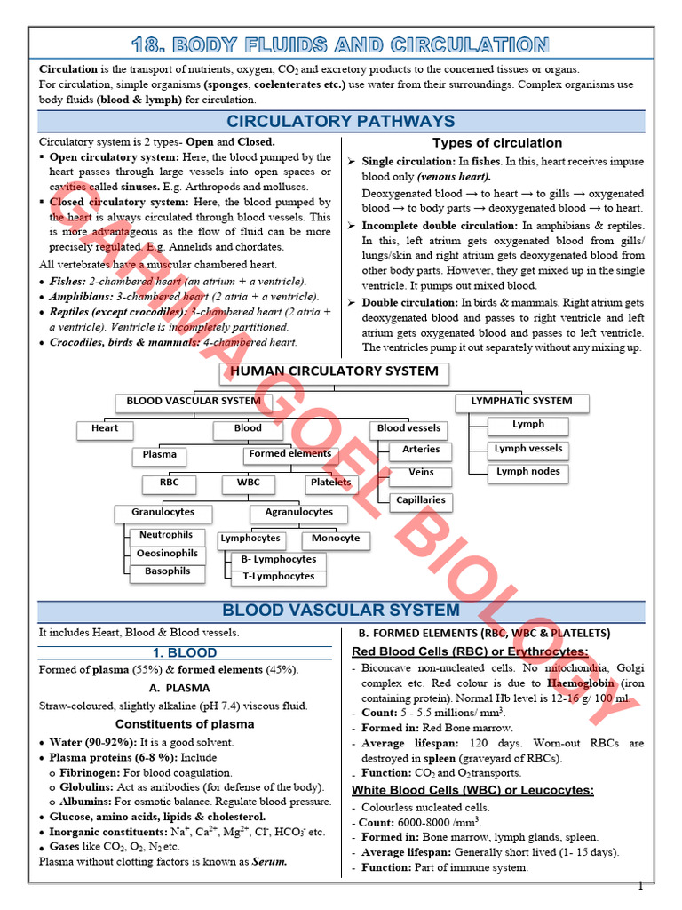 Overview of Circulatory Systems and Blood | PDF | Atrium (Heart ...