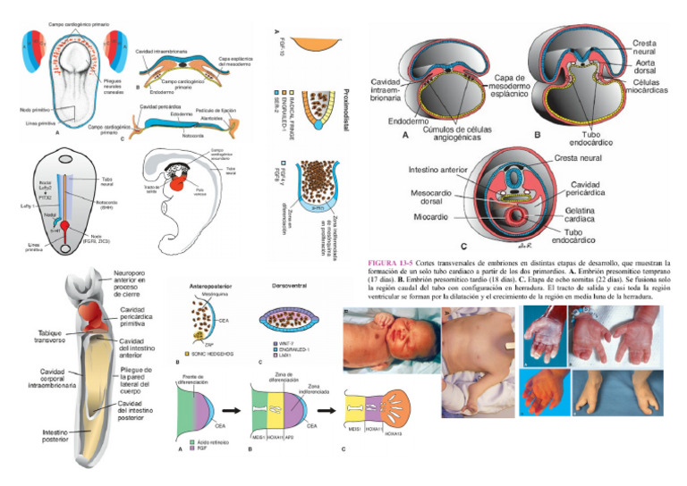 Formacion de La Cavidad Corporal | PDF