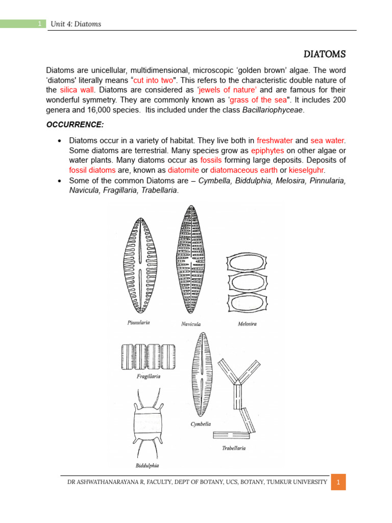 Unit 4 Diatoms | PDF | Sexual Reproduction | Ploidy