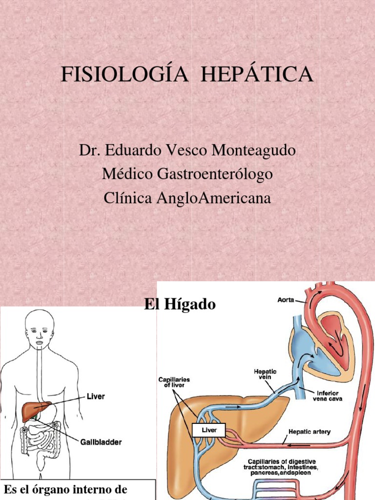Clase 12 Fisiología Hepática | PDF | Hígado | Bilis