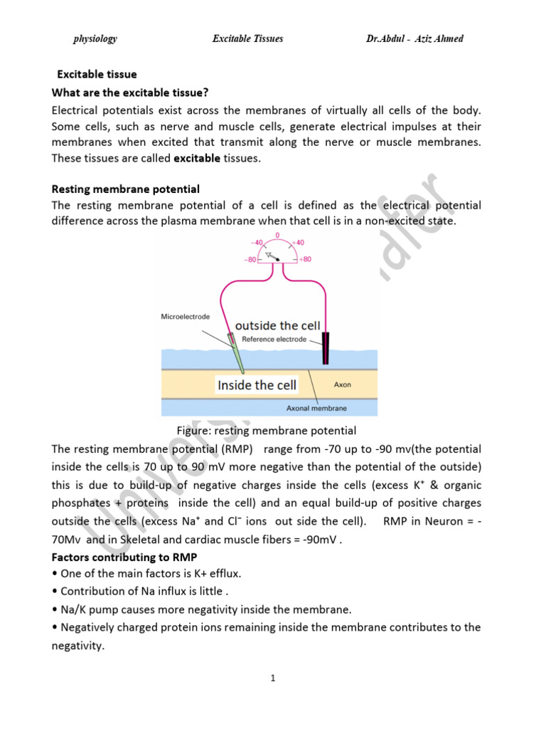 excitable-tissues | PDF | Chemical Synapse | Action Potential