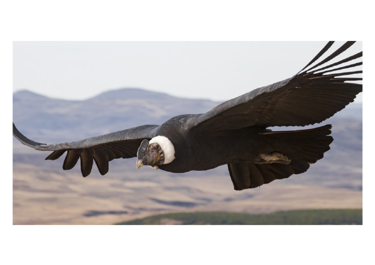 Andean Condor Flying Thumbnail | PDF