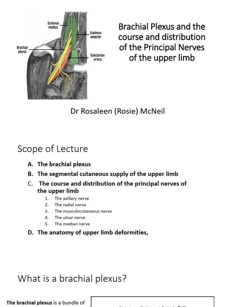 Brachial Plexus and The Course and Distribution of The Principal Nerves ...