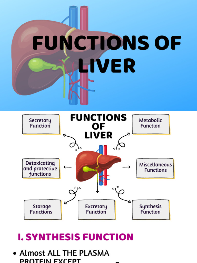 Functions of the Liver Explained | PDF