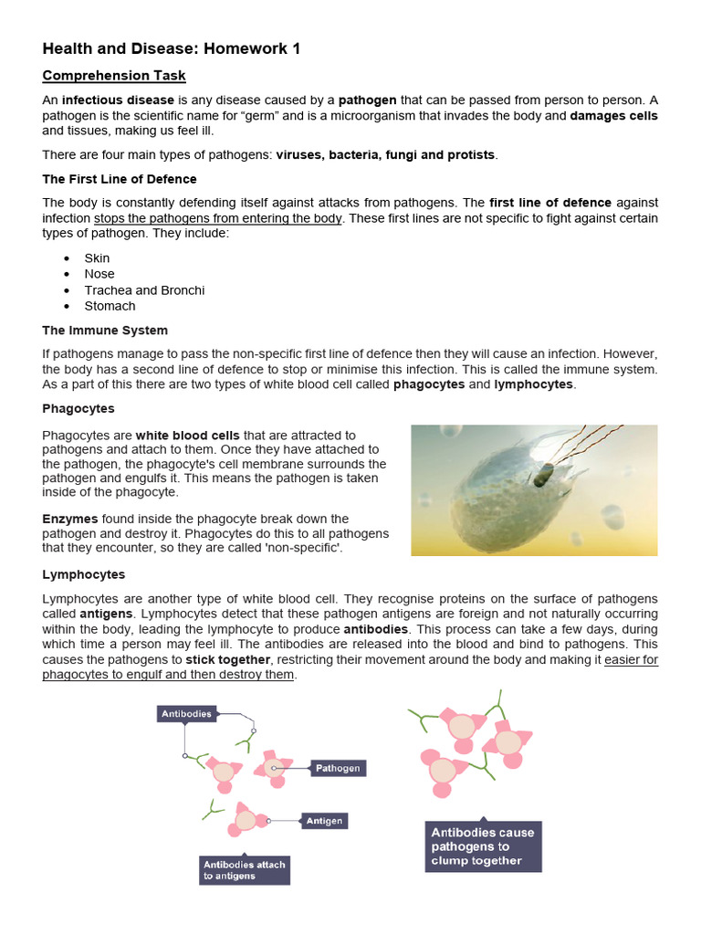 HOMEWORK Y8 Biology Term 3 Health and Disease | PDF | Phagocyte | Pathogen