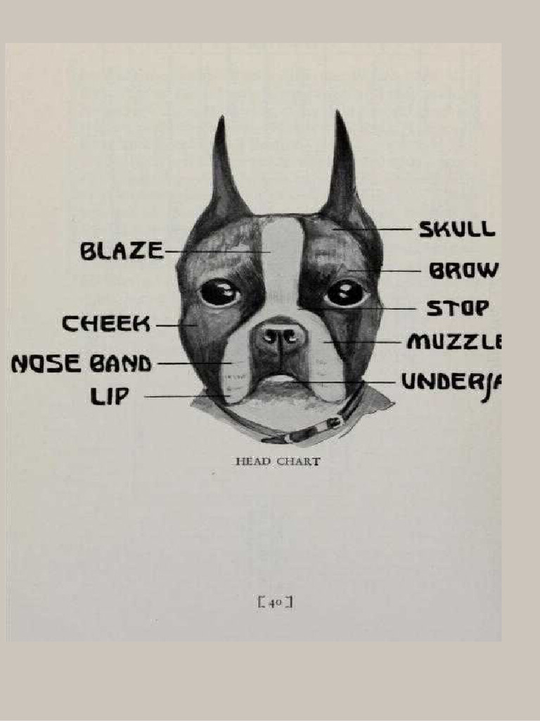 a Boston, | PDF | Elbow | Thorax