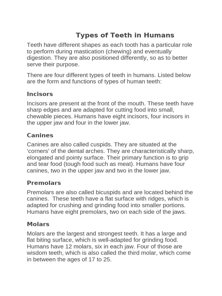 Types of Human Teeth Explained | PDF