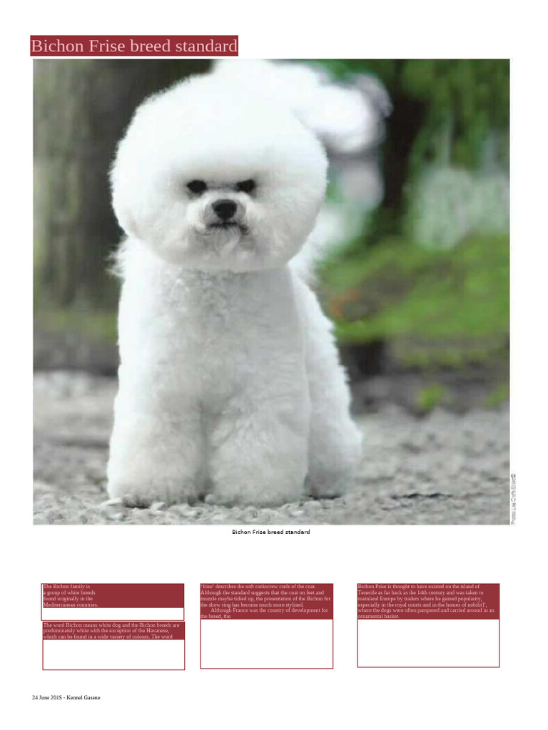 Bichon Frise Breed Standard | PDF | Subspecies Of Canis Lupus | Dogs