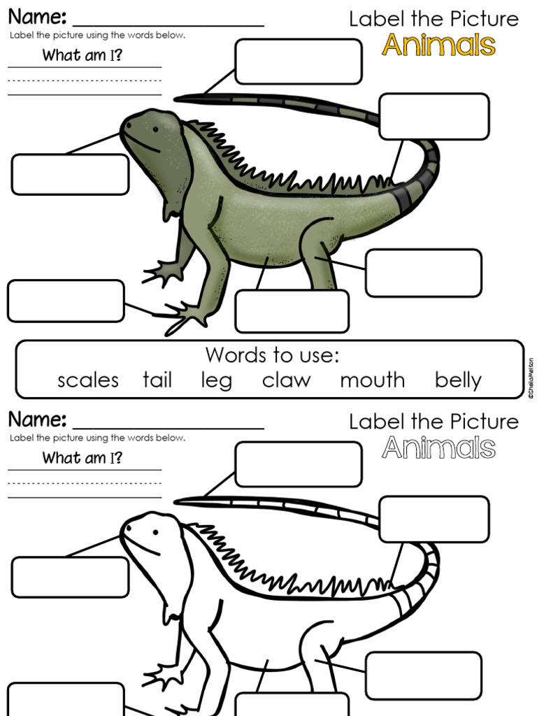 Animal Labeling Activity Worksheet | PDF