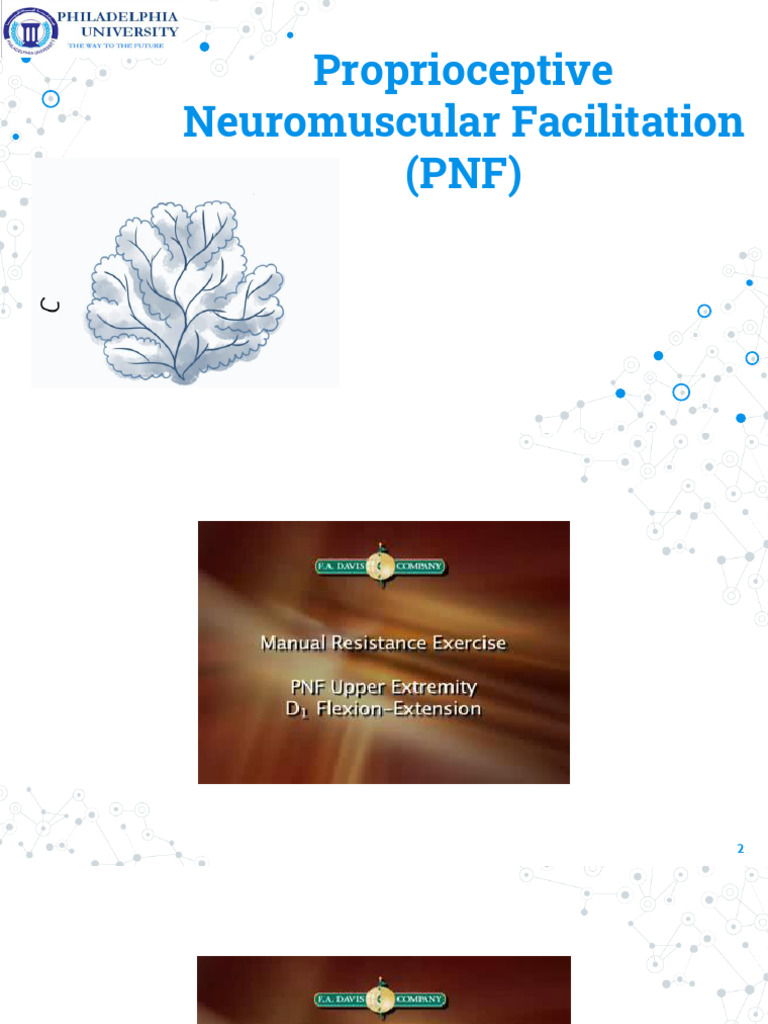 4 PNF 1 | PDF | Anatomical Terms Of Motion | Nervous System