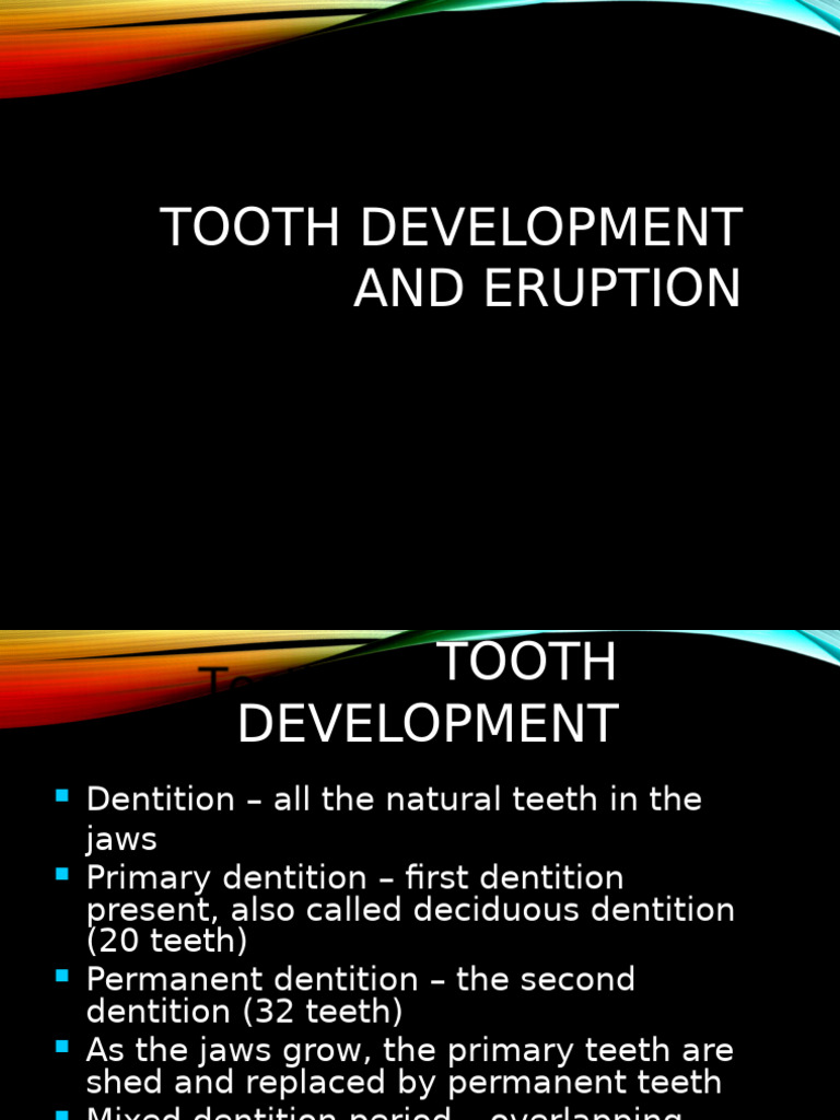 Tooth Development and Eruption | PDF | Human Tooth | Dentin