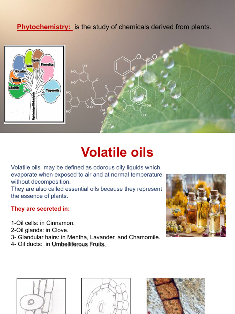 Understanding Volatile Oils and Phenols | PDF | Essential Oil | Potassium