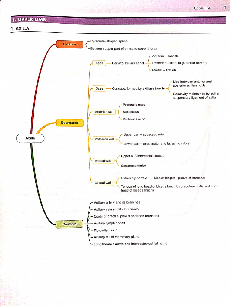 Mind Maps in Anatomy - Upper Limb | PDF