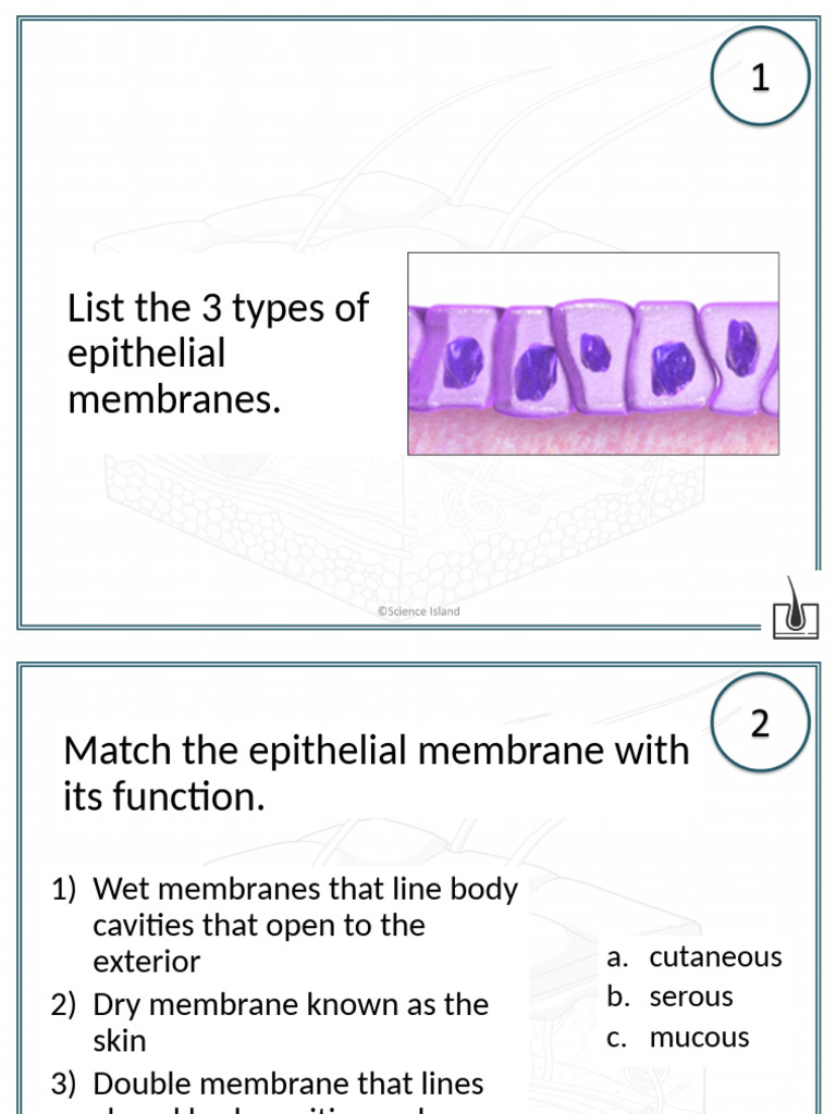 Integumentary Task Cards | PDF | Skin | Organ (Anatomy)