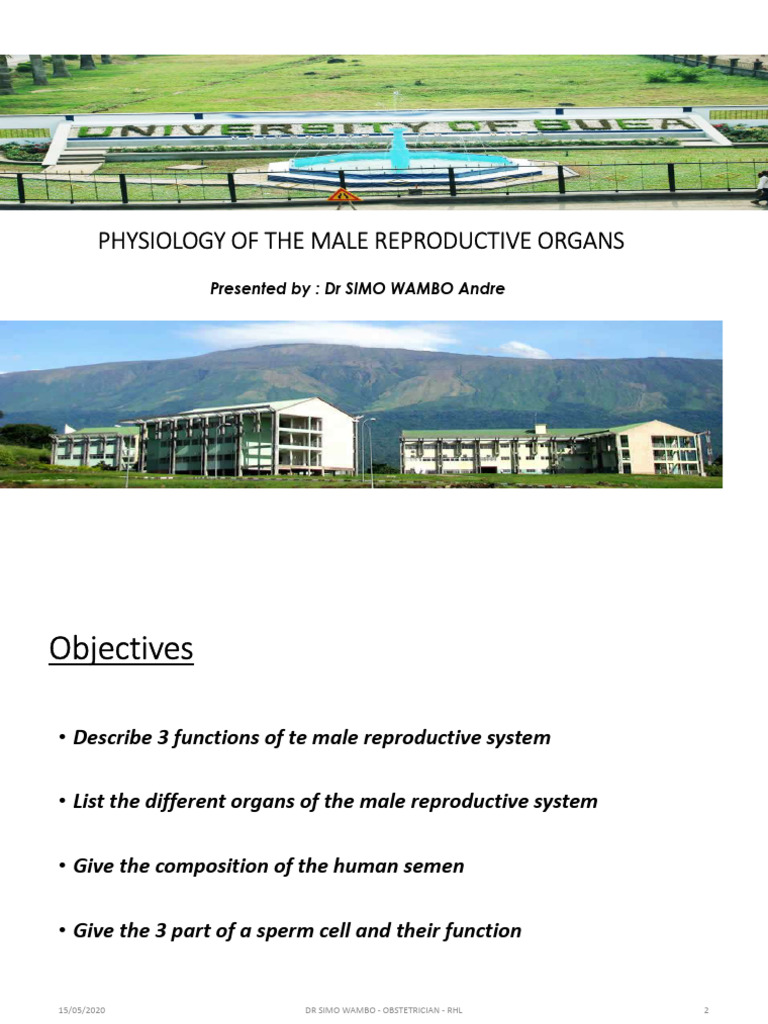 Physiology of The Male Reproductive System | PDF | Testicle | Puberty