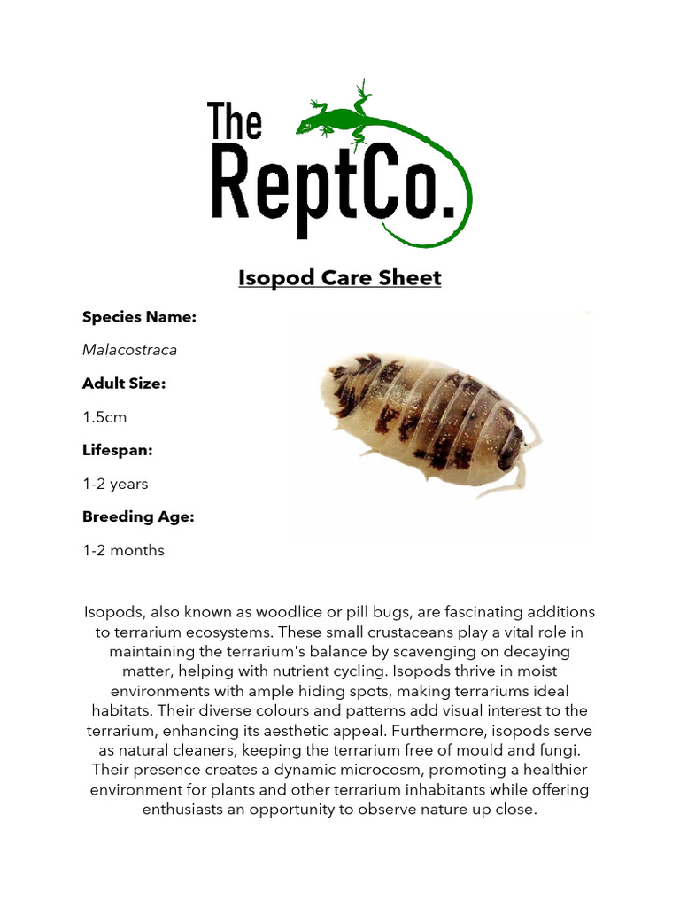 Isopod Care Sheet | PDF | Vivarium | Zoology