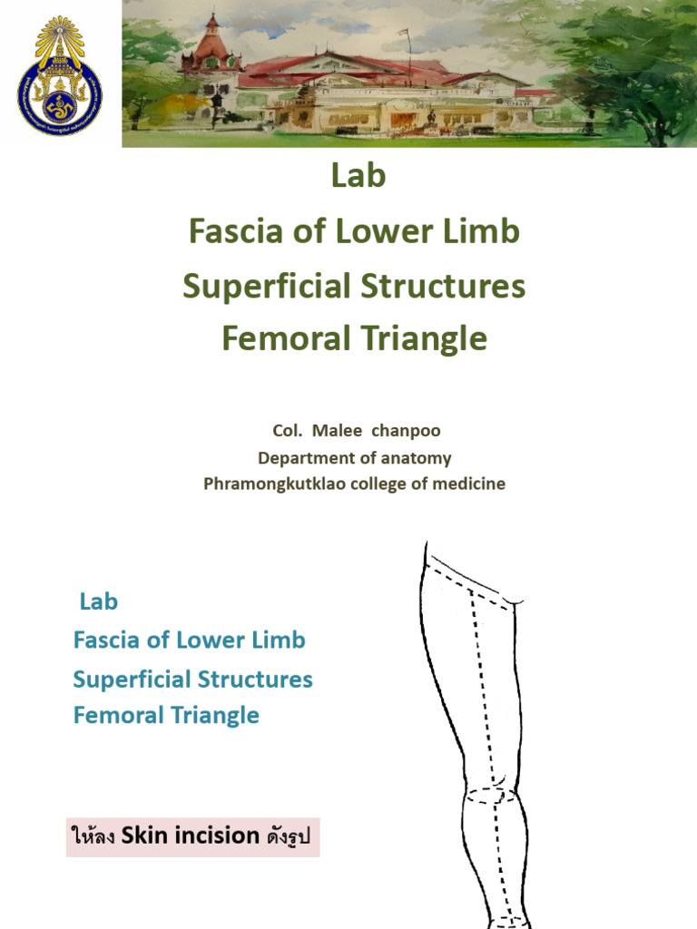 Lab Fascia of LE, Superficial Strutures and Femoral Triangle (BL - MSK ...
