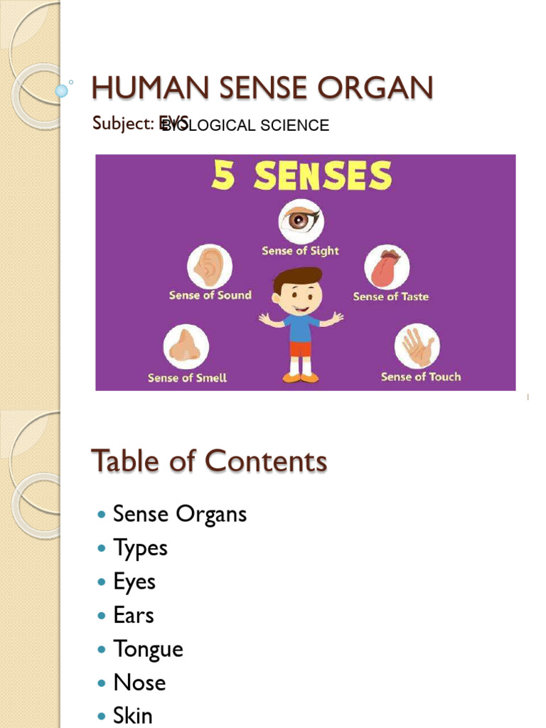 Class 5 PPT on Human Sense Organ (1) | PDF | Senses | Perception
