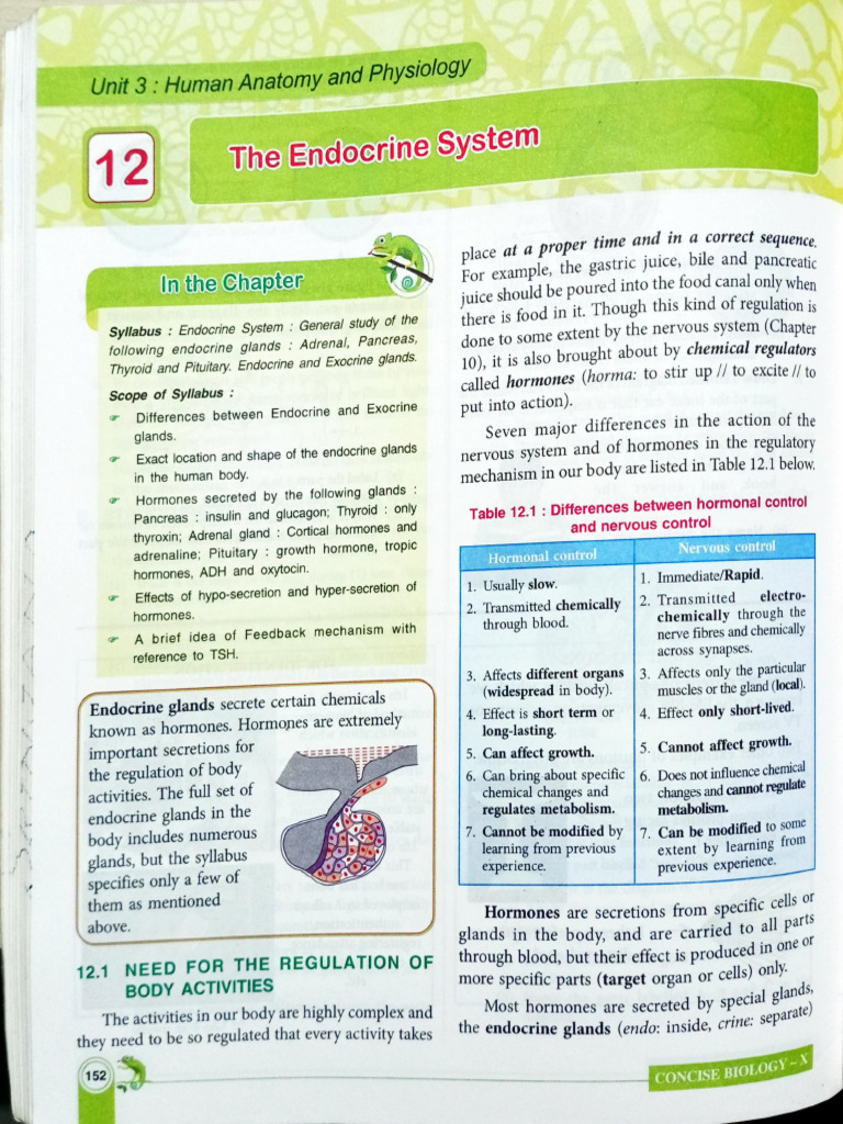 Overview of the Endocrine System | PDF | Endocrine System | Insulin