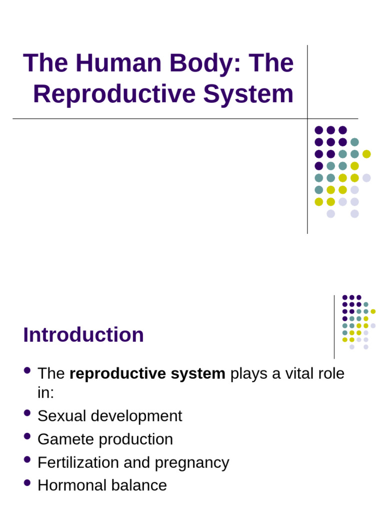 Reproductive System PPT2 | PDF | Reproductive System | Uterus