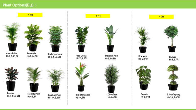 Indoor Plant Height Options Guide | PDF