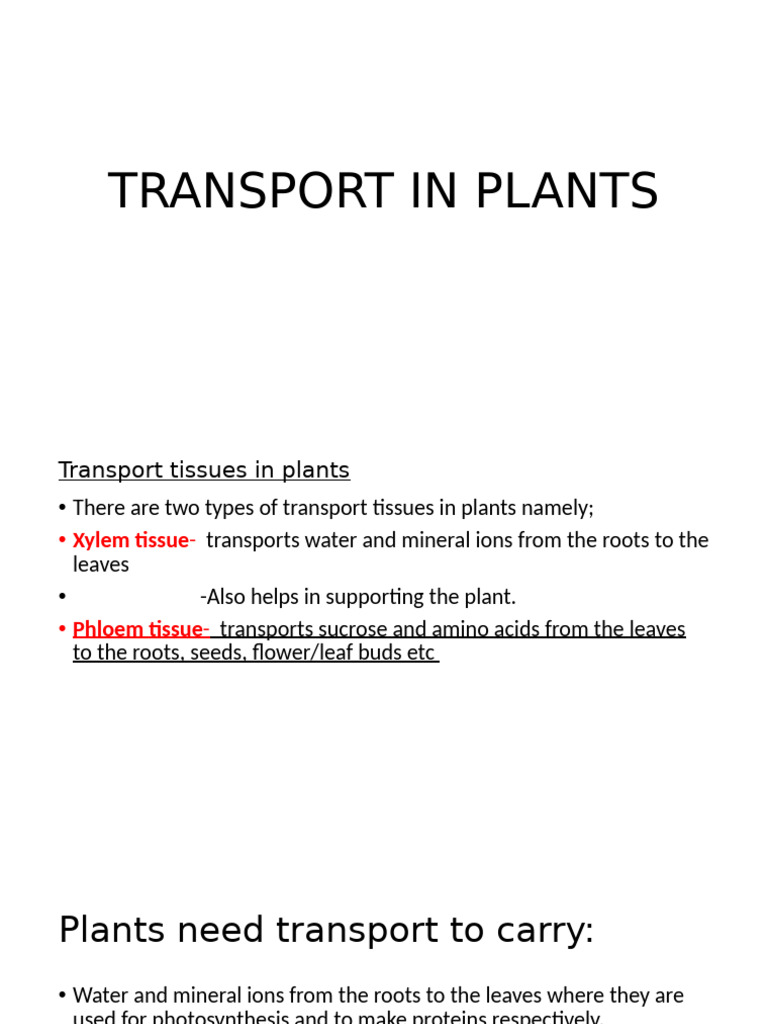 Transport in Plants Yr 10 | PDF | Plant Stem | Leaf