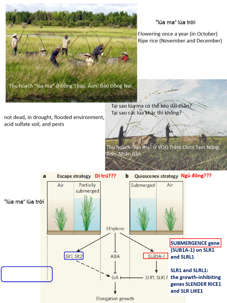 5. Lua Ma Oryza Rufipogon E. | PDF | Rice | Biology