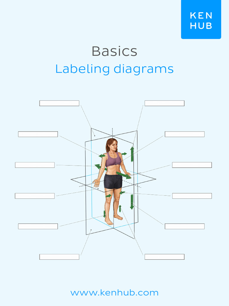 Anatomy Labeling Worksheets Guide | PDF | Anatomical Terms Of Location ...