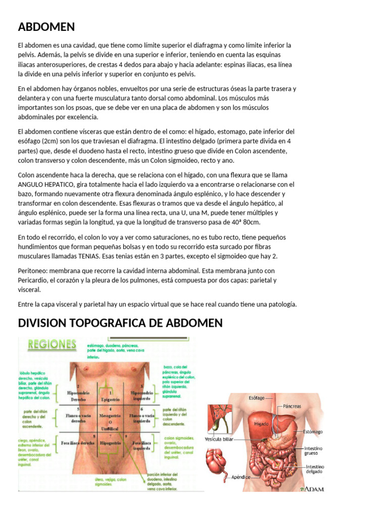 ABDOMEN Teoria | PDF | Intestino grueso | Abdomen