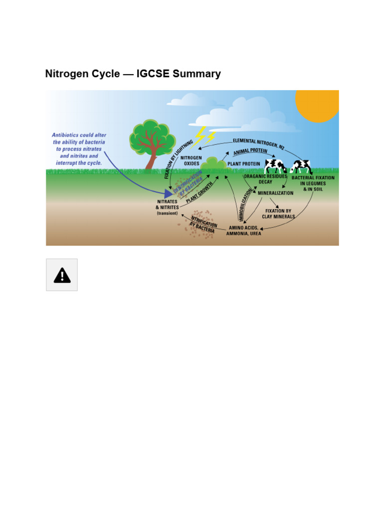 Nitrogen Cycle Overview for IGCSE | PDF | Nitrate | Nitrogen