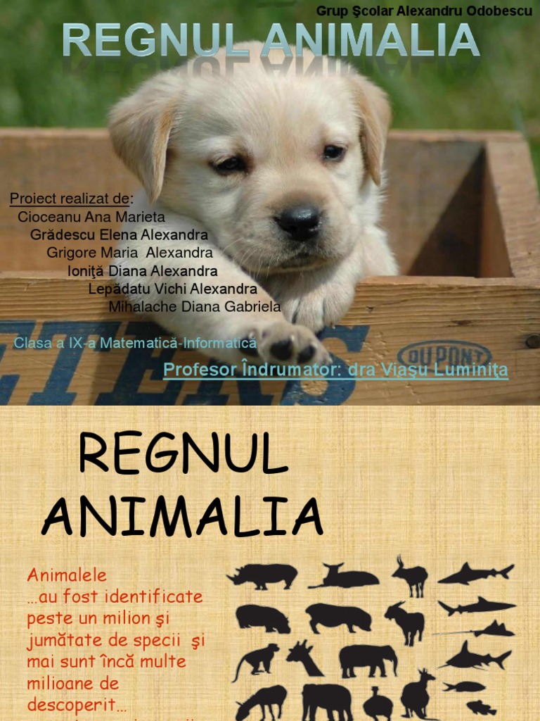 Regnul Animalia