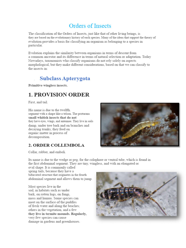 Insect Orders Classification Overview | PDF | Insects | Fly