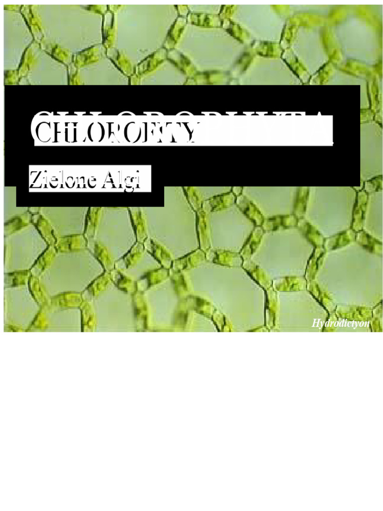 3 Chlorophyta 2019 | PDF
