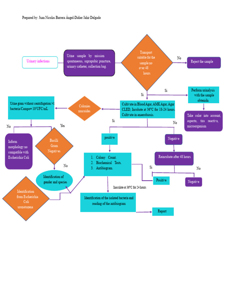 Flowchart Urinary Tract Infections | PDF | Urinary Tract Infection ...