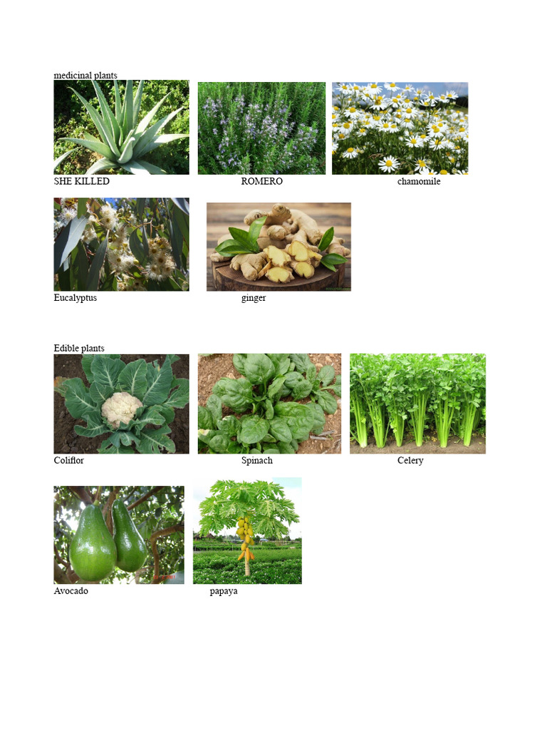 Medicinal Plants, Cultivated, Edible | PDF